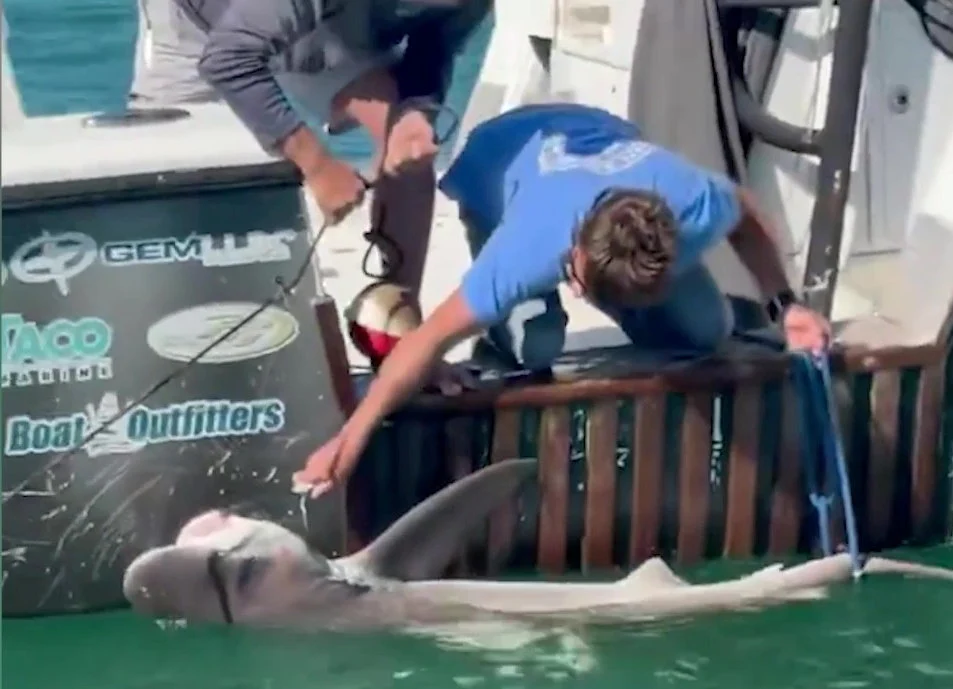 Shark rescued after being tangled in crab trap | National ...