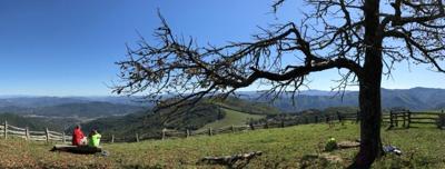 Learn to ID trees in winter with guided hike to Hemphill Bald ...