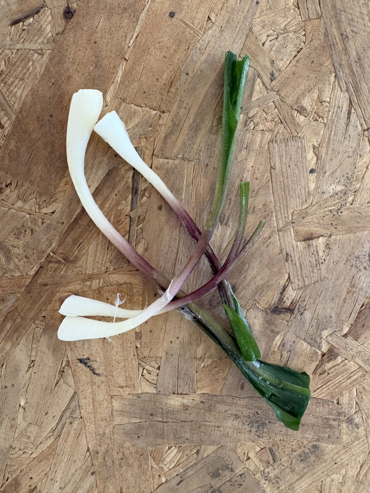 Spring tonic: For this community, eating ramps is no contest. It's a ...
