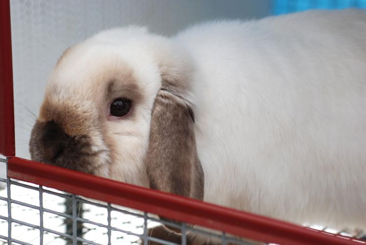 Local teen makes rabbits his business | News | themountaineer.com