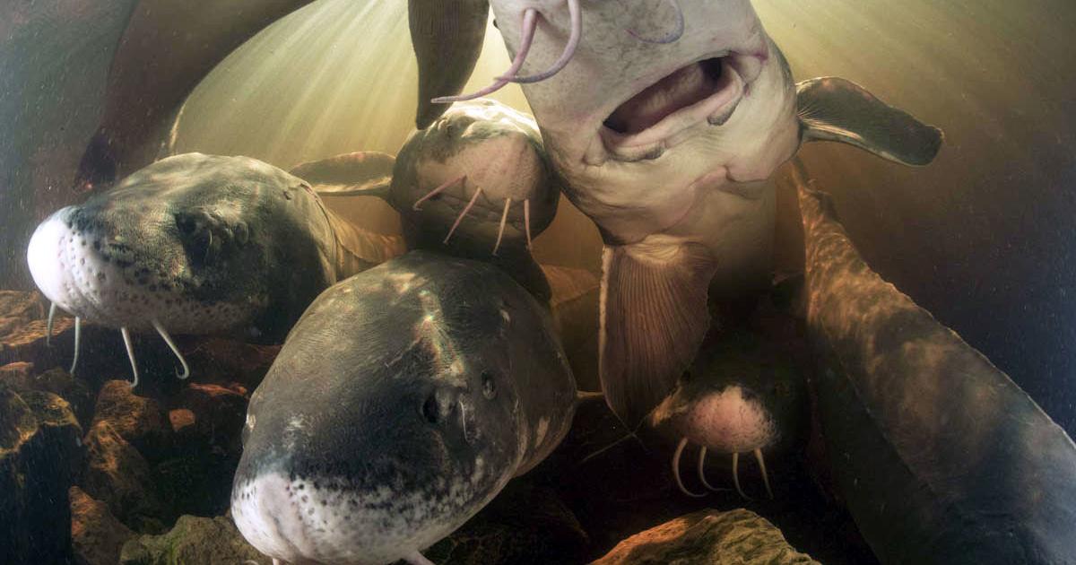 ‘Hidden Rivers’ documentary to play at The Strand April 30 | Outdoors ...