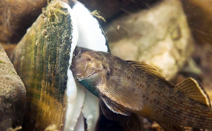 'Hidden Rivers' film premieres in Haywood | Outdoors | themountaineer.com