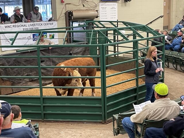 It's a bull market for cattle farmers at the WNC Livestock Center ...