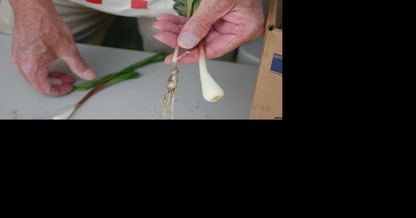 Ramp Festival is May 5, 6 | | themountaineer.com