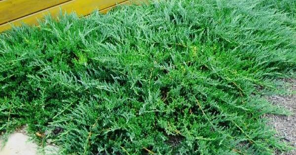 Learn to Grow: Low Growing Junipers | Outdoors | themountaineer.com