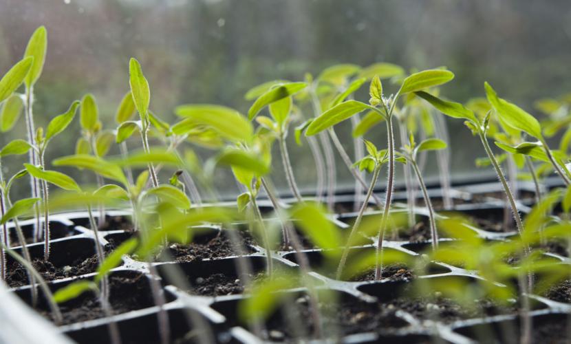 No greenhouse? No problem. You can rent seed space | Outdoors ...