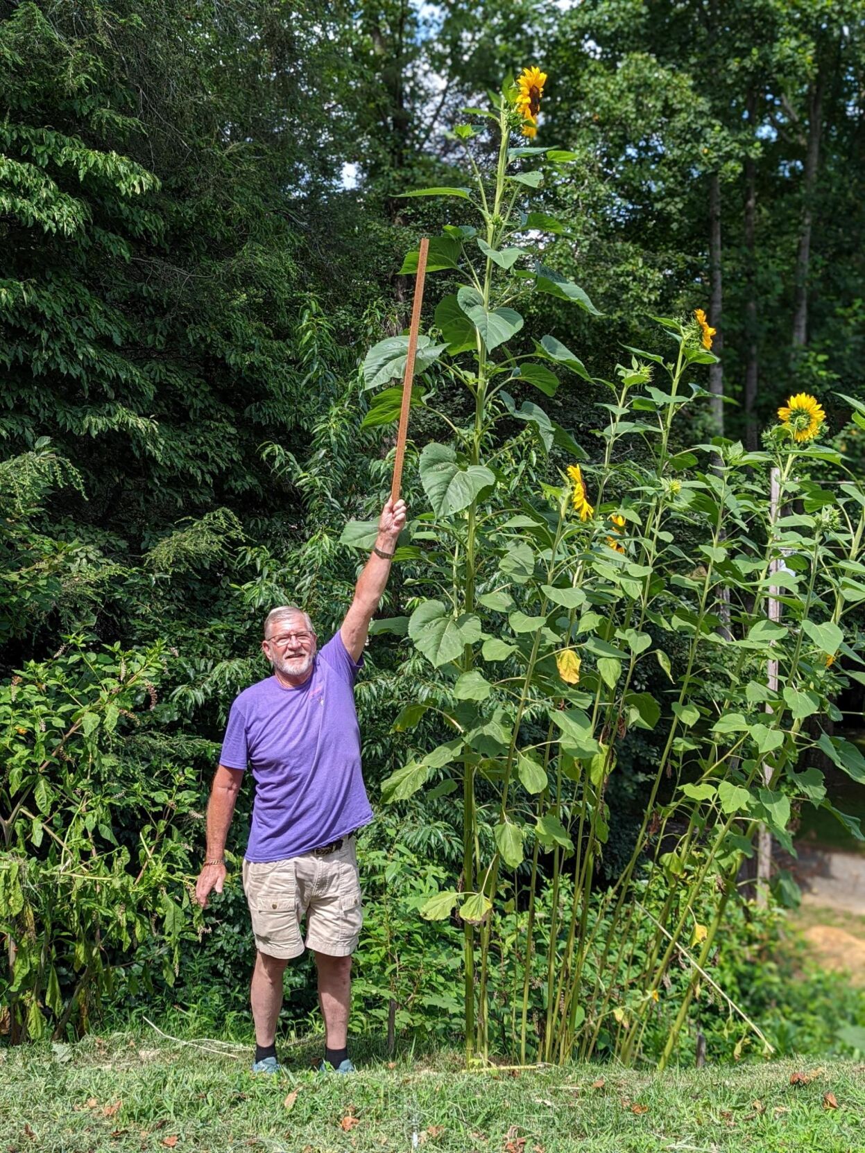 Tall sunflowers | Life | themountaineer.com