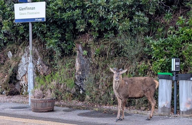 Deer snapped at train station made famous by Harry Potter | National ...