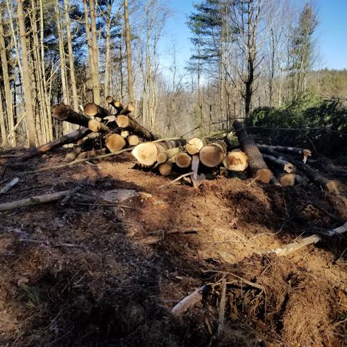 Loggers' livelihoods jeopardized by loss of pulp wood market | News ...