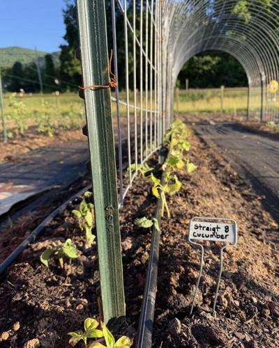New community garden inspires hope | News | themountaineer.com