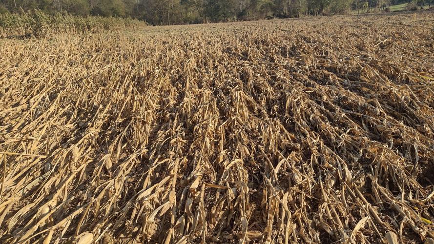 Rallying to help farmers feed hungry livestock | News | themountaineer.com