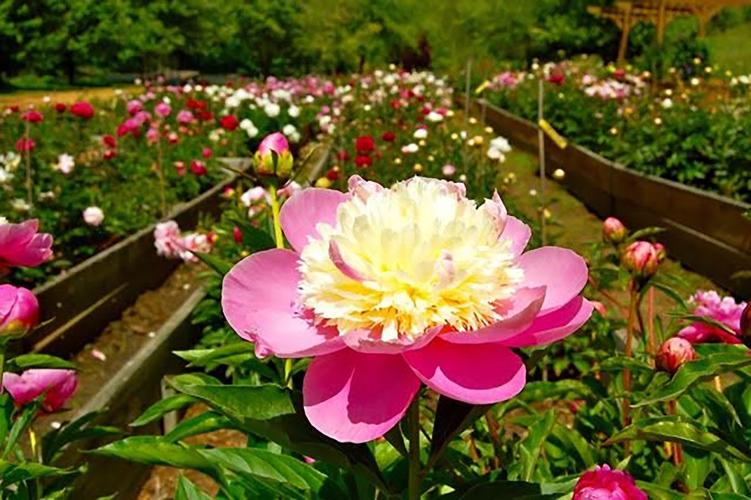 Discover peony ‘paradise’ in May along tranquil Pigeon River | Outdoors ...