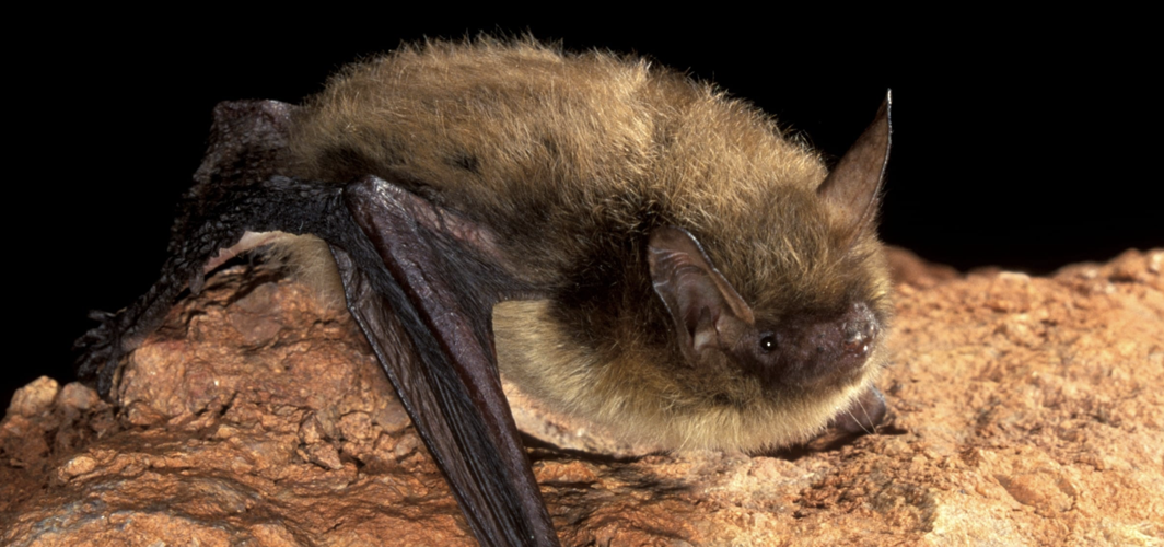Saving the bats: lawsuit threatened against forest service to protect endangered bat habitat ...