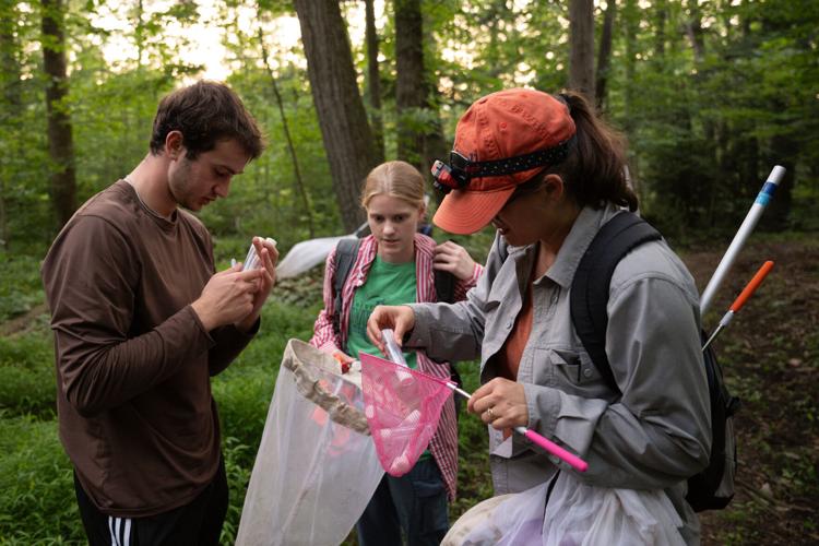 Are lightning bug populations declining? Tips to support firefly ...