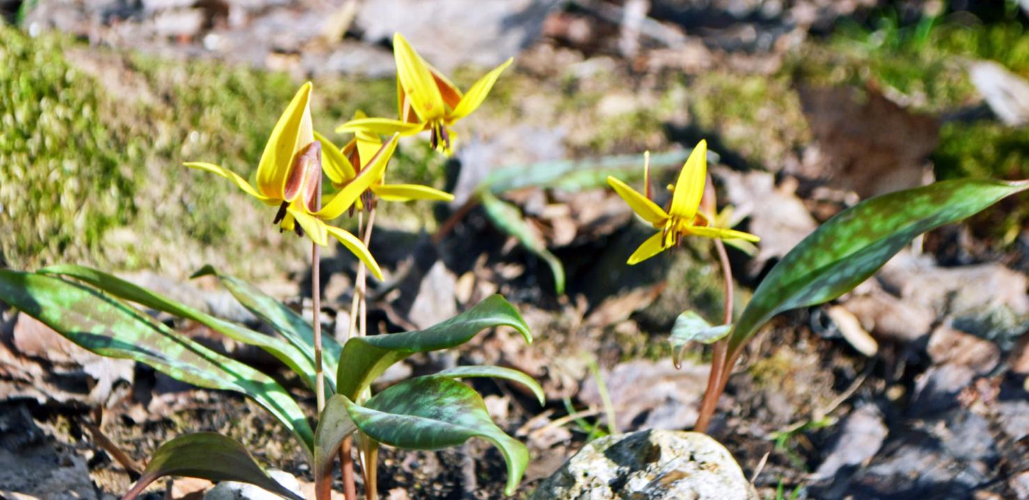 Spring wildflowers are blooming in Western North Carolina | Outdoors ...