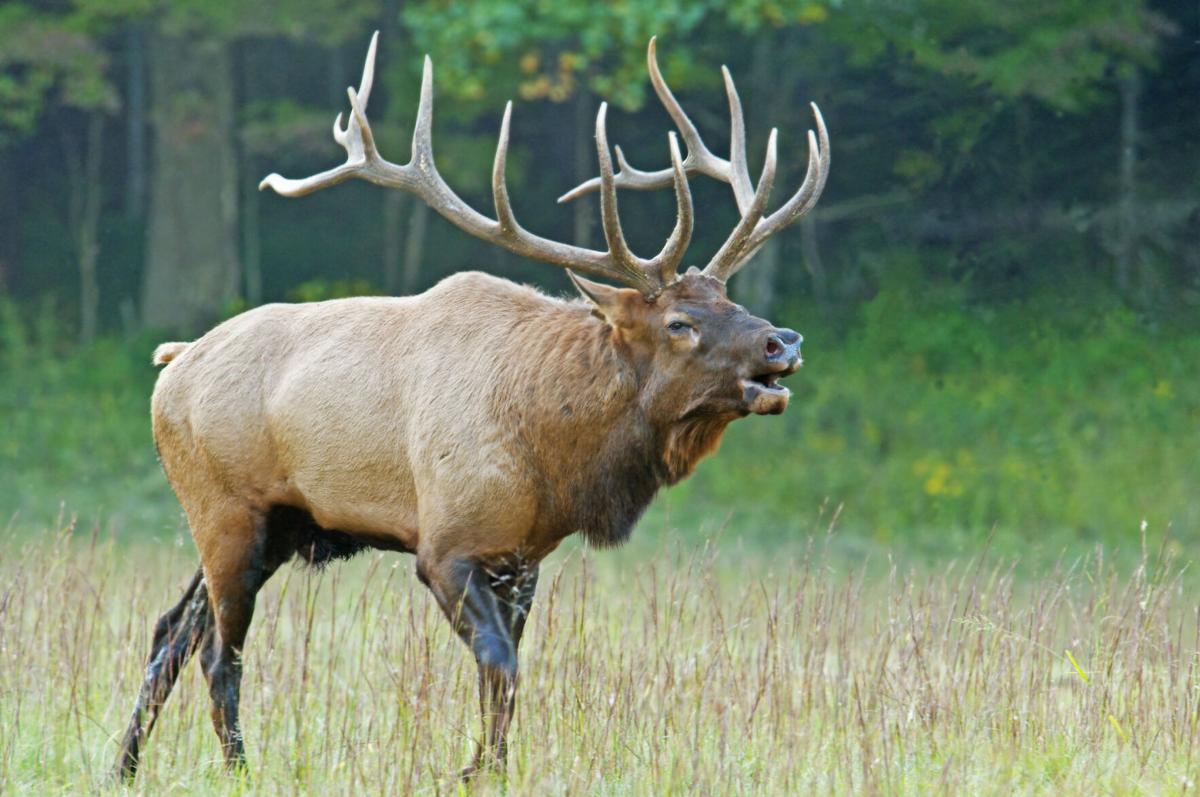 Bone up on your elk trivia as fall rut season arrives | Outdoors ...
