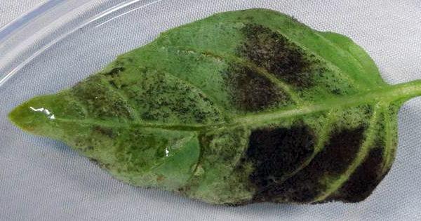 downy mildew basil