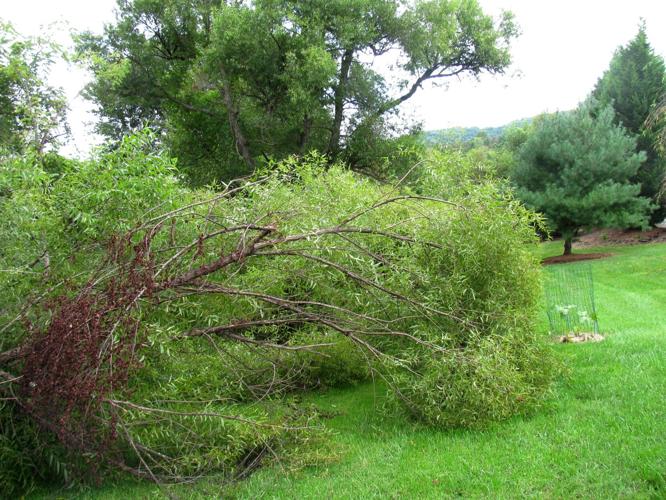 Ancient Haywood tree lives on as sapling commemorating America's 250th ...