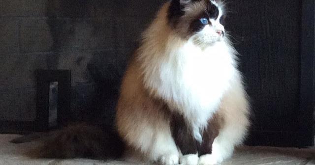 Wet Your Whiskers Success | Life | themountaineer.com