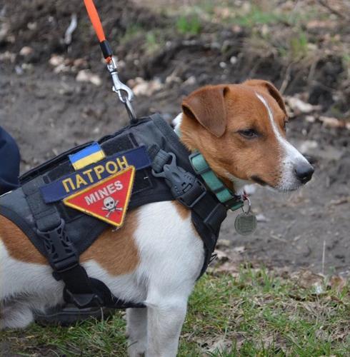 Local resident Donna Culp carries award for Ukrainian bomb sniffing dog ...