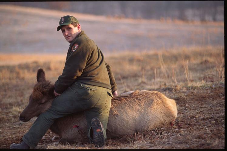 PHOTO GALLERY: Behind-the-scenes of the elk release 20 years ago ...