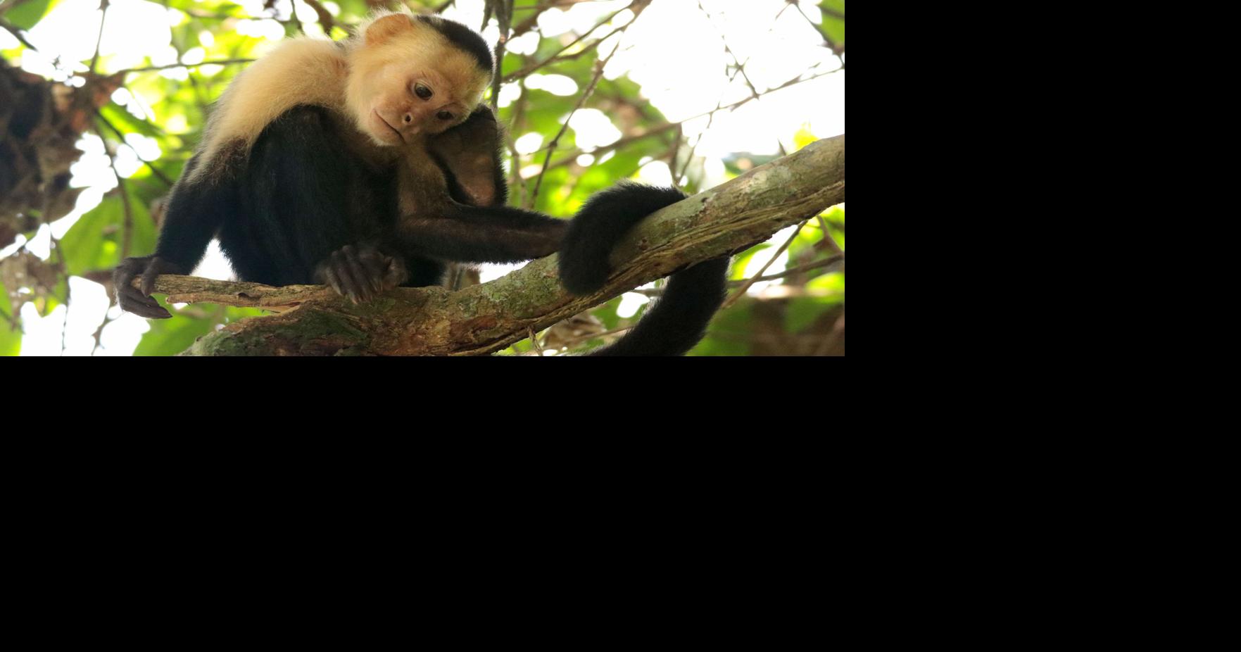 Monkey laws pondered at public hearing | County Government ...