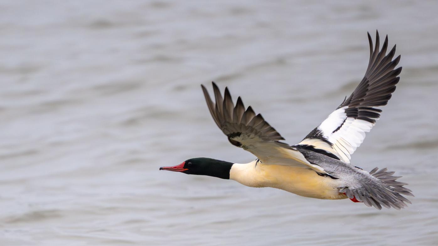 common merganser flying