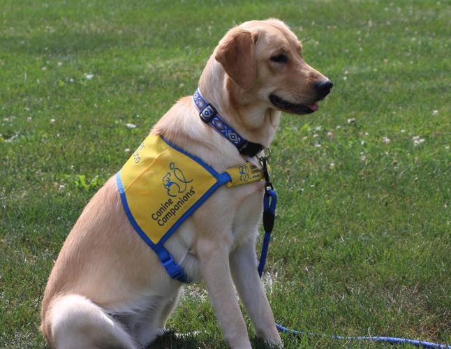 An extension of their hands: How training a service dog impacts more ...