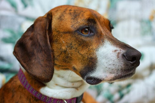 PlottFest celebrates NC state dog and Appalachian heritage | Life ...