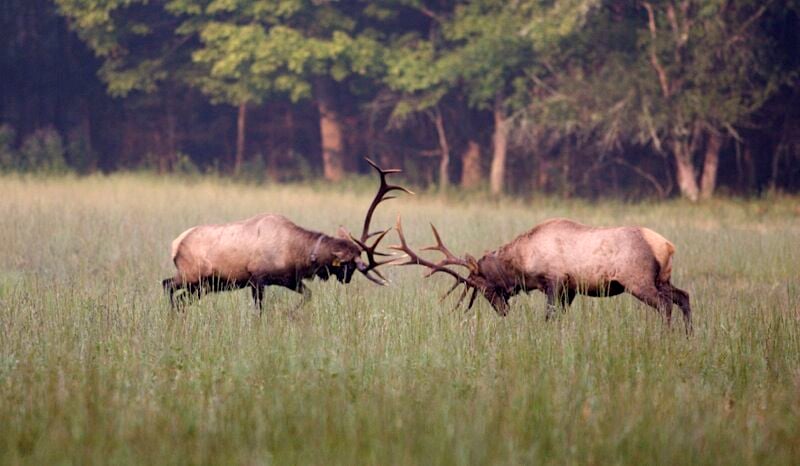 PHOTO GALLERY: Behind-the-scenes of the elk release 20 years ago ...