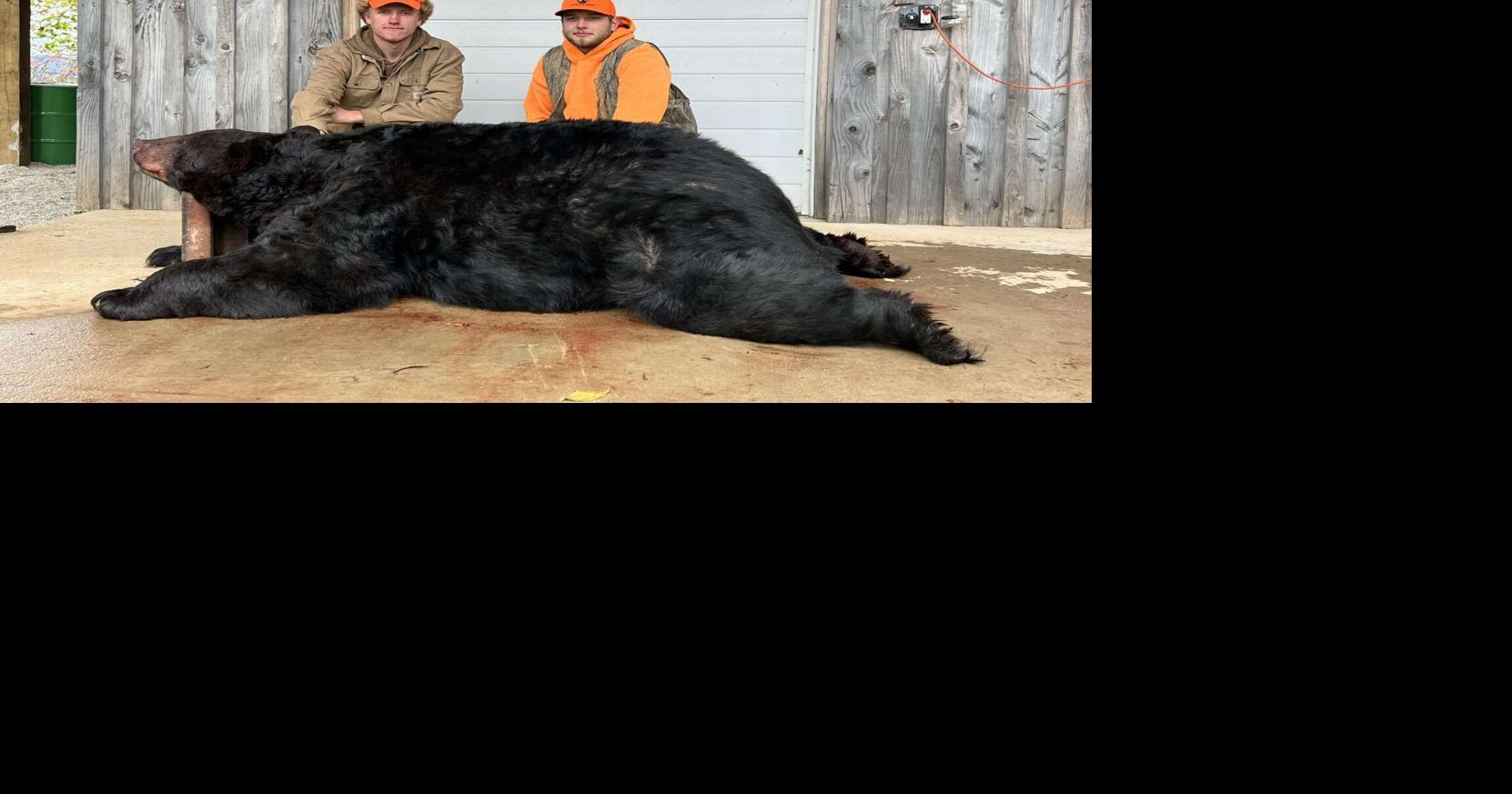 Largest Bear Ever Recorded