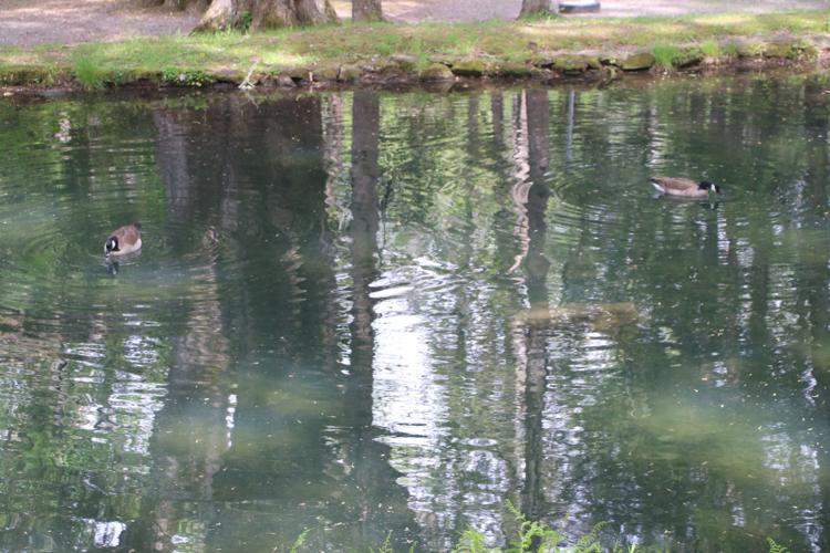 GALLERY: Sunny spring day at Lake Logan | Photo Galleries ...