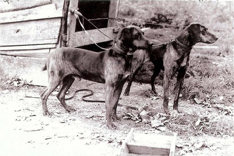 Celebrate Haywood heritage at the all-new, four-day ‘Plott-Tober Fest ...