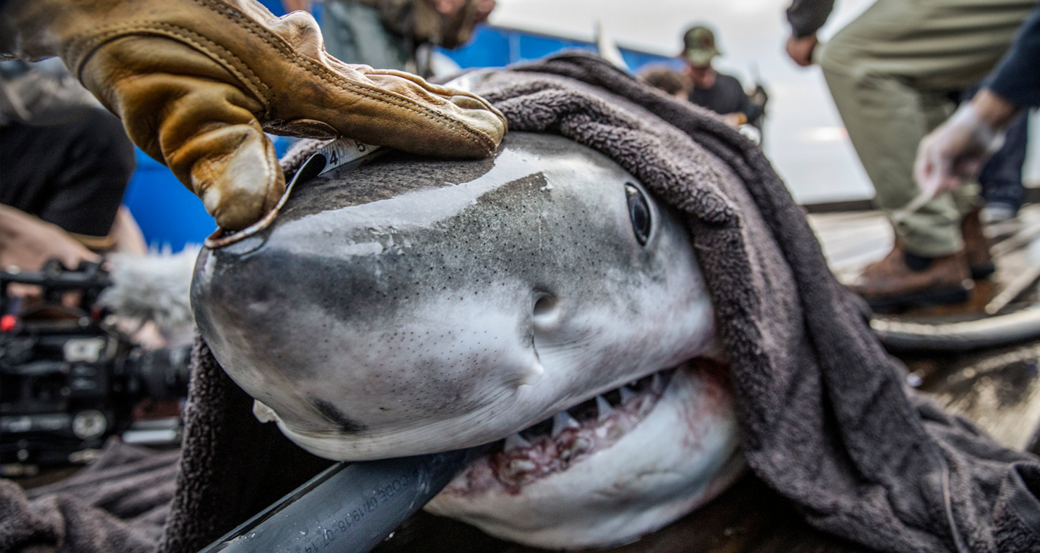 Study reveals where great white sharks secretly spend winters ...