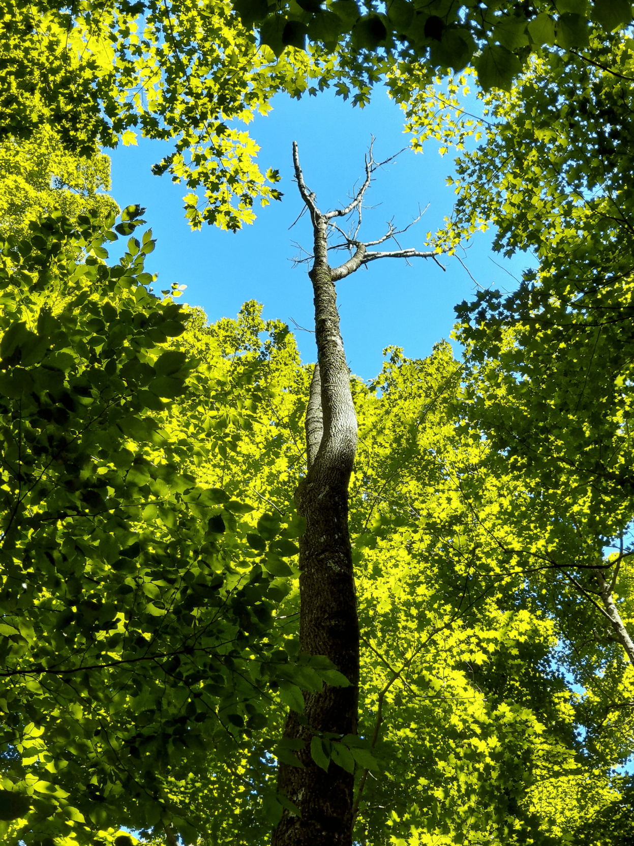 Safeguarding the Appalachian Trail’s ash trees from invasive beetles ...