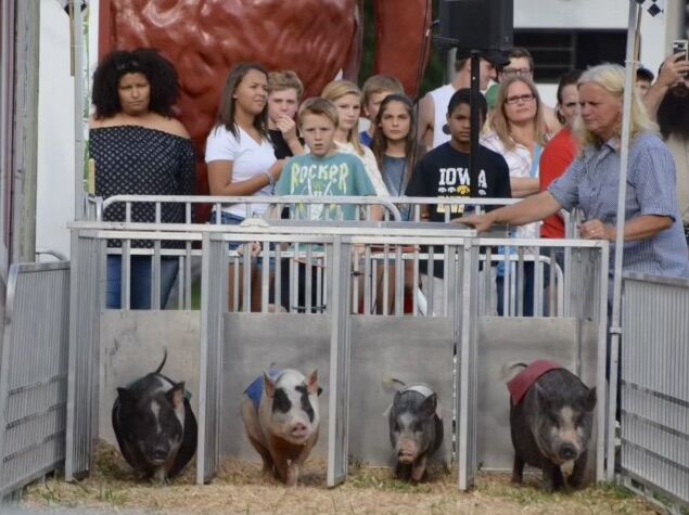 Comin’ 'round the bend, it’s Barnyard Racing at the Haywood County Fair ...