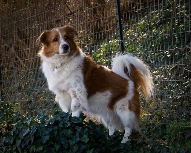 Best Dog in the World photo contest winners | Lifestyles ...