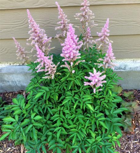 Find the right plant for the right spot with help from the Plant ...