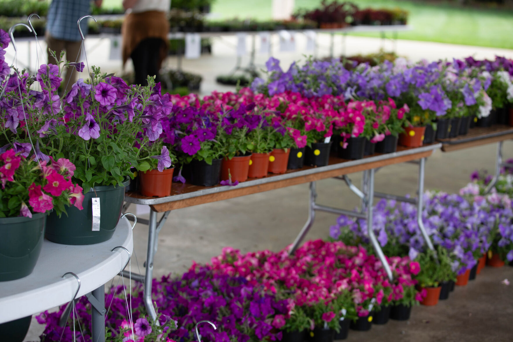 Lake Junaluska spring plant sale offers new varieties, native plants ...