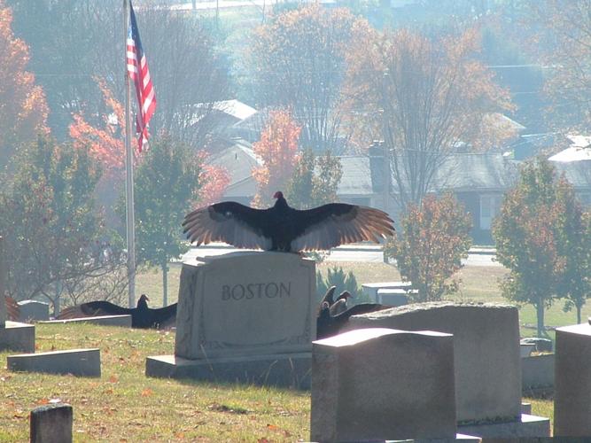 Buzzards hang out in cemetery on Halloween | News | themountaineer.com