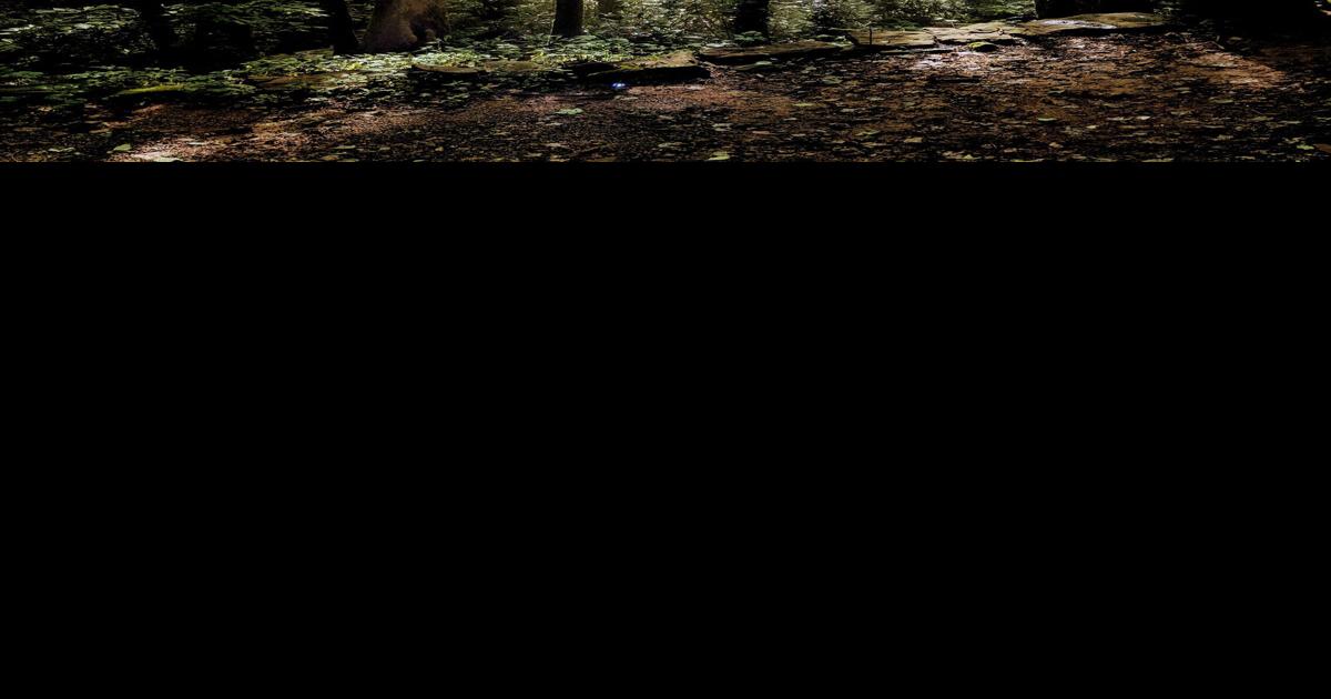 Loss of paper mill is a loss for forests, too | Opinion ...