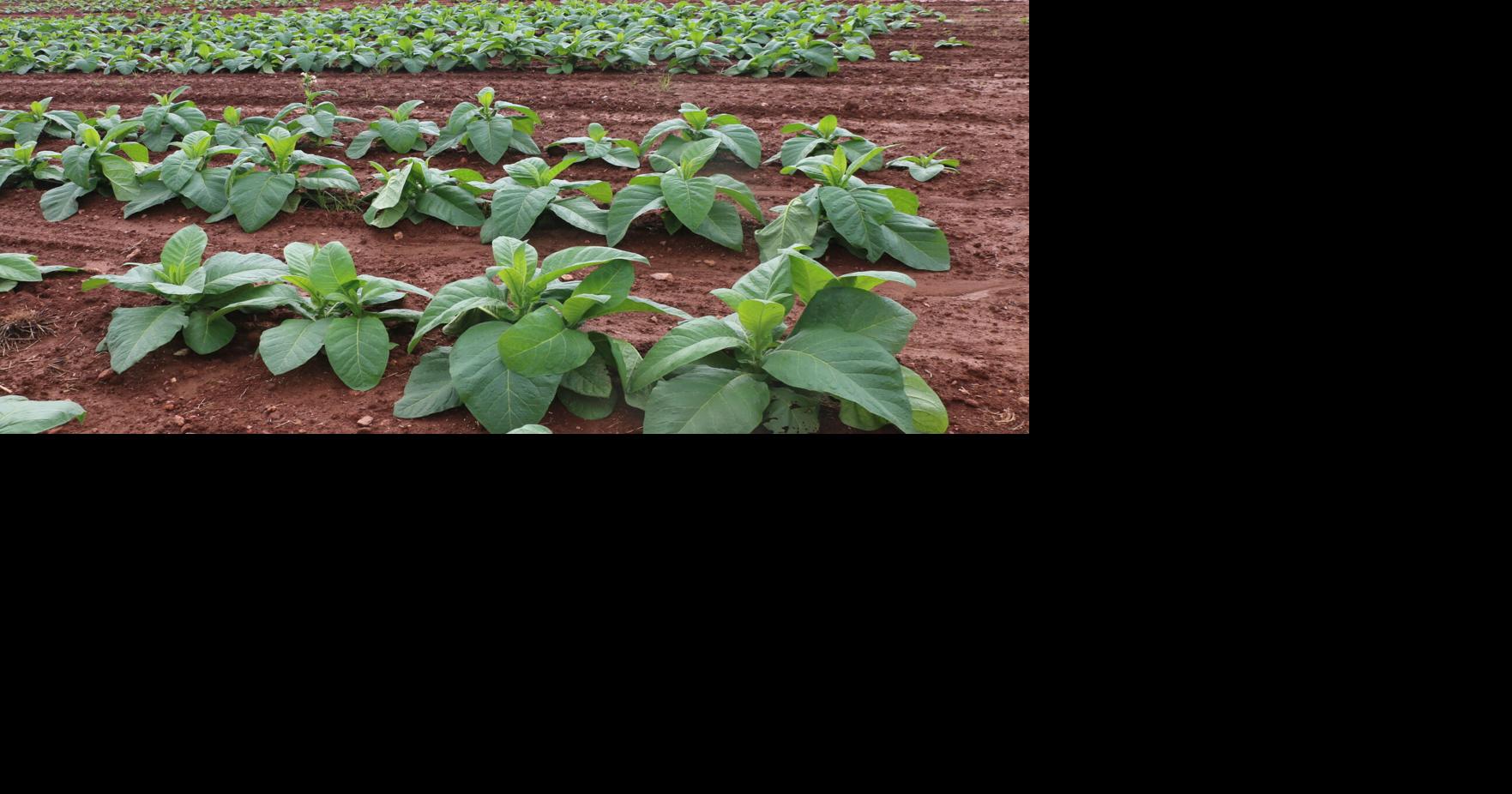 A new twist on an old mountain crop | Life | themountaineer.com