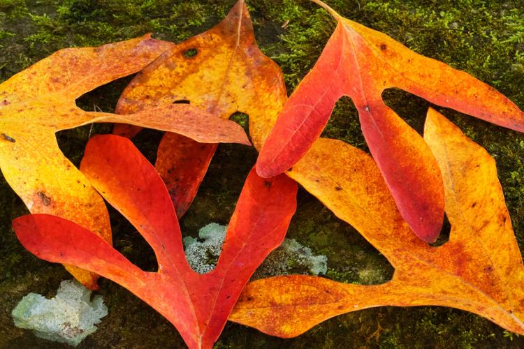 Surprising Sassafras | Outdoors | themountaineer.com