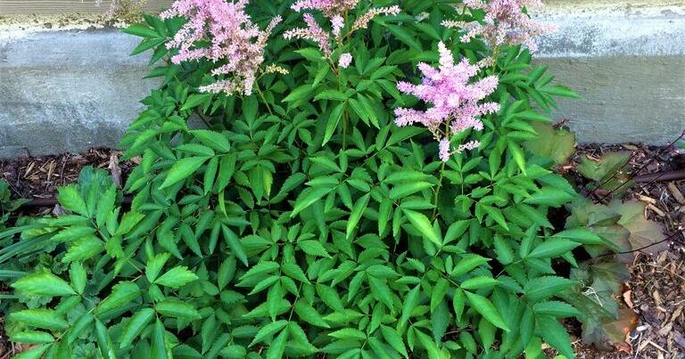 Learn to Grow: NC Extension Gardener Plant Toolbox | Outdoors ...