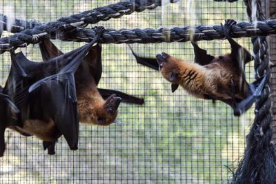 'Winged Creatures of the Night' is July 11 | Lifestyles ...