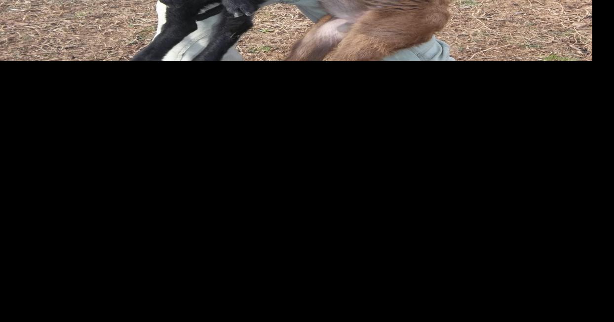 Modern day shepherd Long reflects on 43 years of raising sheep ...