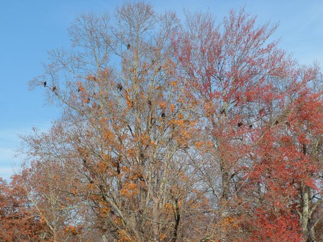 Buzzards hang out in cemetery on Halloween | News | themountaineer.com