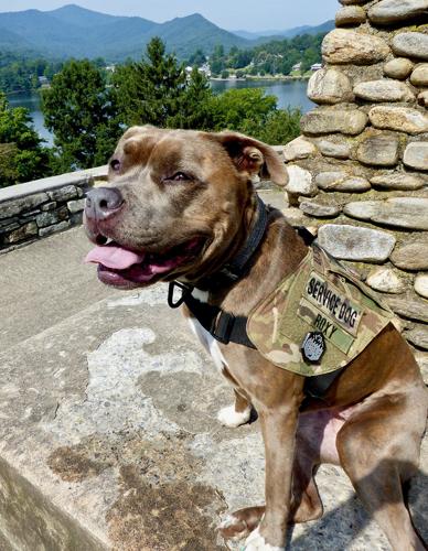 Haywood’s Roxy vies for national ‘Top Dog’ honor | News ...