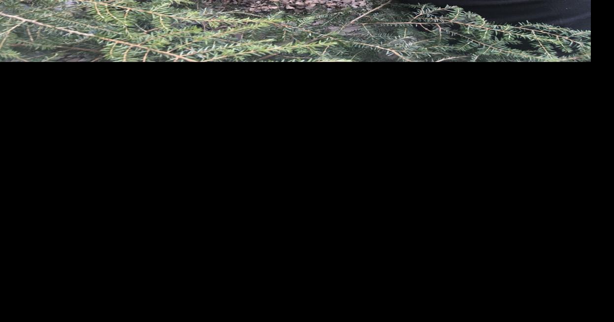 Volunteers needed to help save the giant hemlocks | Outdoors | themountaineer.com