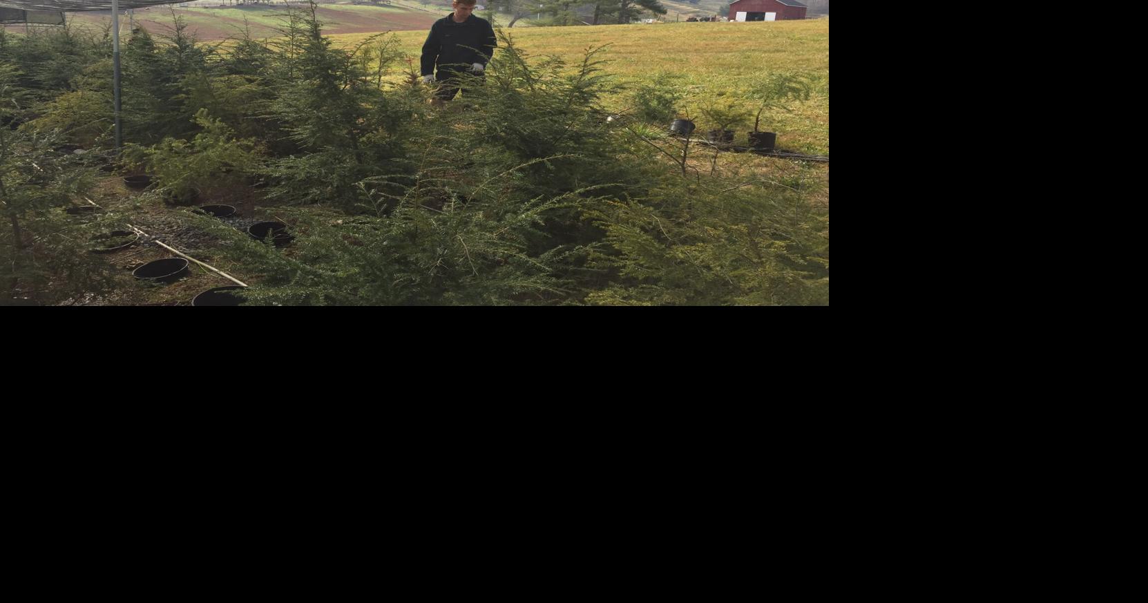 Lend a hand to help save the giant hemlocks | Outdoors | themountaineer.com